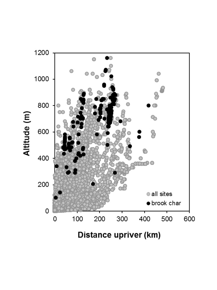 Salvelinus fontinalis_penetration.jpg | Earth Sciences New Zealand | NIWA